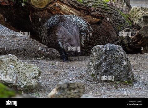 The Indian Crested Porcupine Hystrix Indica Or Indian Porcupine Is A