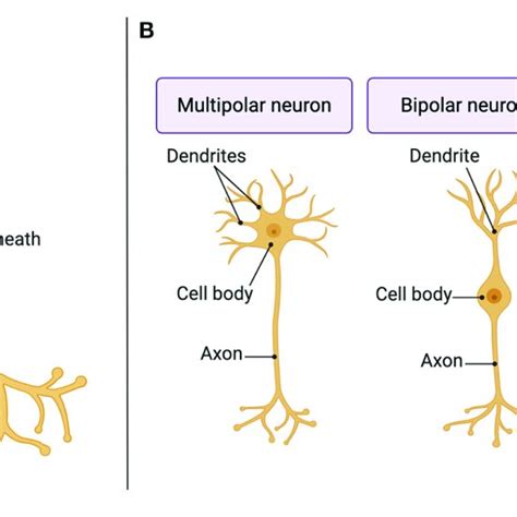 The Tissue Engineering Triad Scaffolds Cells And Bioactive Factors Download Scientific