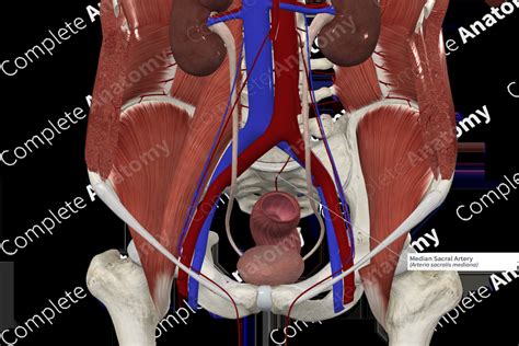 Median Sacral Artery Complete Anatomy