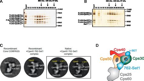 Context Dependency Of Set1compass Mediated Histone H3 Lys4 Trimethylation