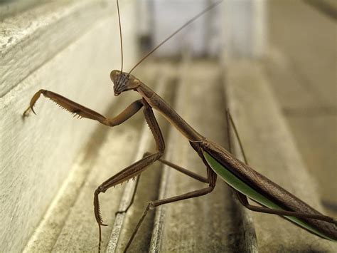 What Are Insects Basic Insect Anatomy