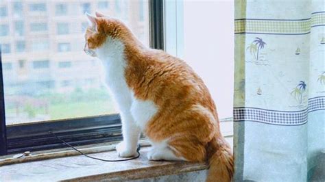 橘猫等候着主人归来，守在窗前默默关注，看到猫咪的主人满心愧疚 哔哩哔哩