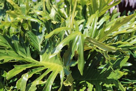 Bad Luck Plants At Home List Of Unlucky Plants At Your House