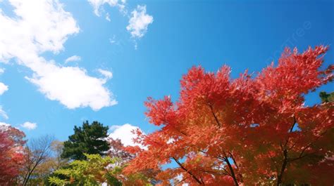 녹색 하늘을 배경으로 다채로운 잎이 있는 푸른 하늘 단풍 붉은 단풍 푸른 단풍 하늘 죽은 잎 녹색 Ese 스타일 가을 풍경 고화질 사진 사진 구름 배경 일러스트 및