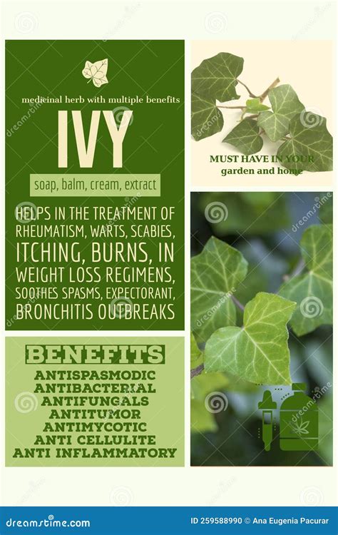 Medicinal Herbs Benefits Herbalist Advise Ivy Stock Illustration
