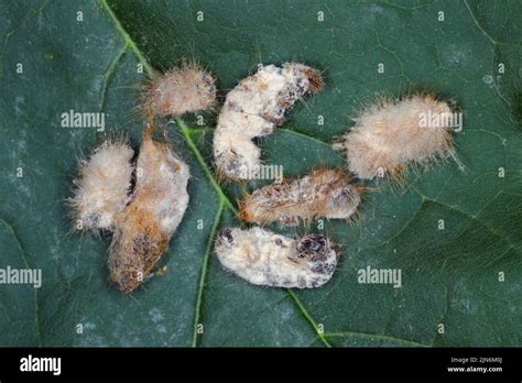 Caterpillars Of Brown Tail Moth Euproctis Chrysorrhoea Killed By