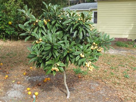 Japanische Wollmispel Eriobotrya Japonica Pflege And Vermehrung