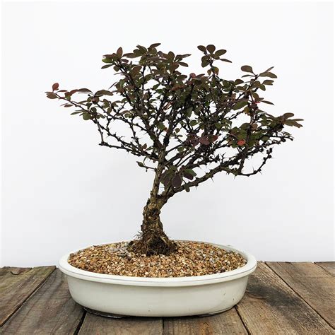 Thyme Leaf Cotoneaster Bonsai 6 Types Of Bonsai Trees That Are Best