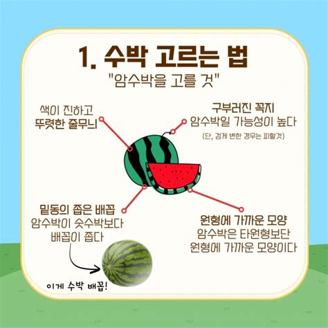 여름 제철 과일 고르는 법 Civicnews시빅뉴스