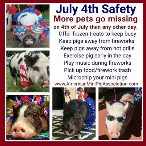 Learn The Facts About Mini Pigs At Ampa Mini Pig Care Mini Pigs Pig