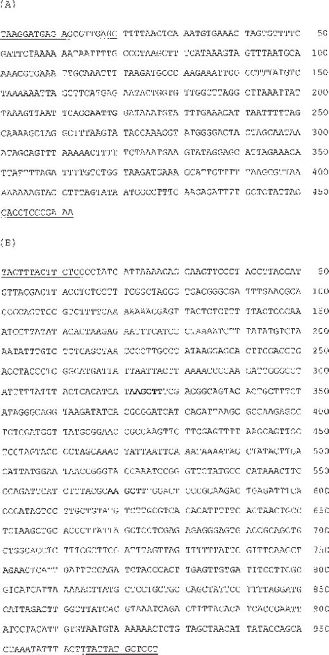 Sequence Of Two Segments Of Mtdna Cloned From Crassostrea Gigas Download Scientific Diagram