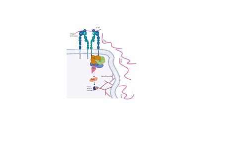 Integrin Signalling Biorender Science Templates