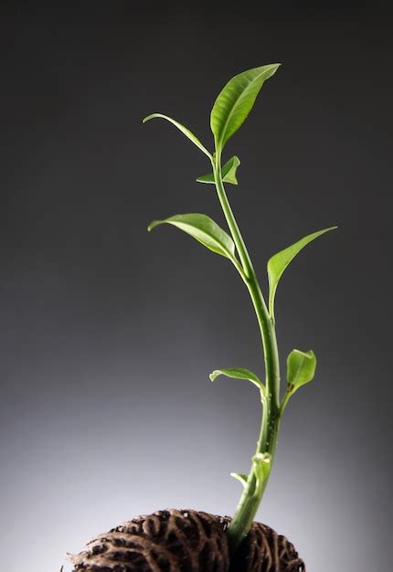 Premium Photo Suicide Tree Pong Seed Is Growing A New Life