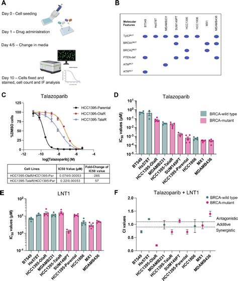 Targeting Fen1 Exo1 To Enhance Efficacy Of Parp Inhibition In Triple