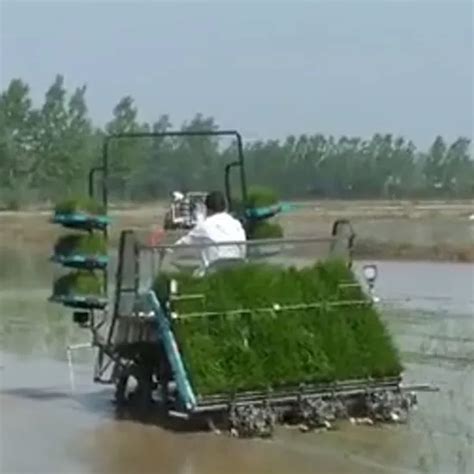 Manual Paddy Rice Planter Sower Machine Rice Field Planting Mulching
