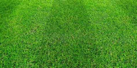 Green Grass Field Pattern Background For Soccer And Football Sports