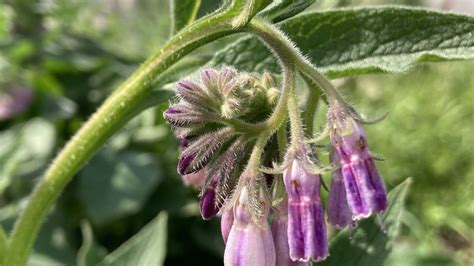 Garden Organic Comfrey Symphytum Everything You Need To Know