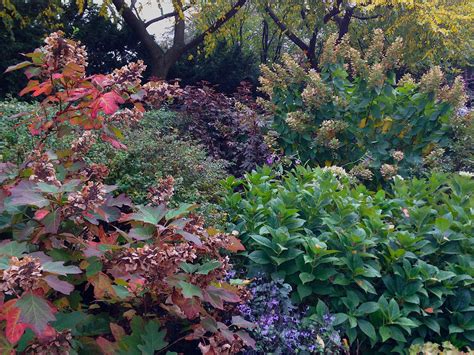 Hydrangea Spp And Cvs Hydrangea Species And Cultivars Fort Tryon