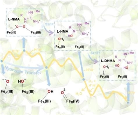 Sznf 酶的双核铁结构域催化的 N 羟基化的机理见解：链脲佐菌素合成的关键部分chemistry A European Journal