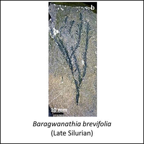 Lycophyte Stem Group Lycophyte Stem Group