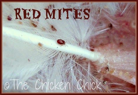 How To Tell If My Chickens Have Lice Or Mites At Frank Quimby Blog