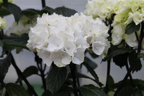 Ortensia Bianca Ortensie Ortensia Colore Bianco