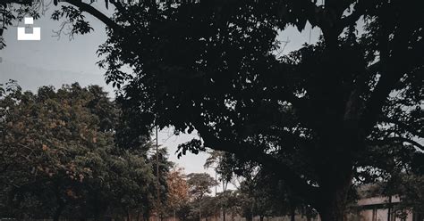 Foto Una Persona Parada Al Costado De Una Carretera Junto A Un árbol