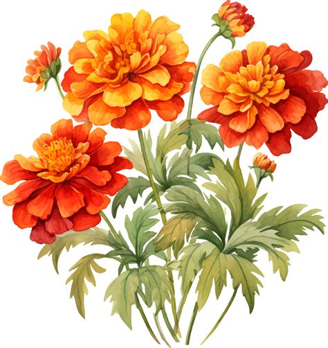 Marigolds Flowers Watercolor Ai Generate 25860401 PNG