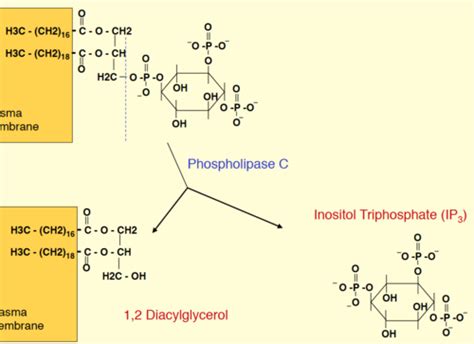 Bioc Midterm Flashcards Quizlet Bioc Midterm Flashcards Quizlet