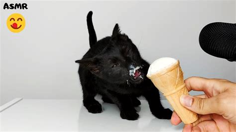 Kitten Eating Ice Cream Asmr Youtube