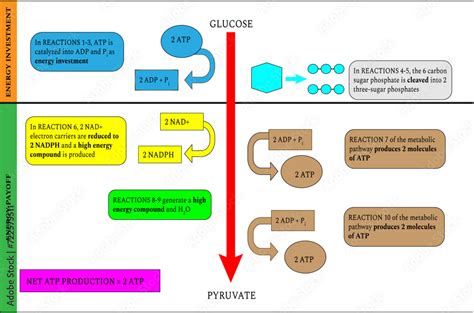 Summary Of The Reactions Of The Glycolysis Pathway Vector Illustration