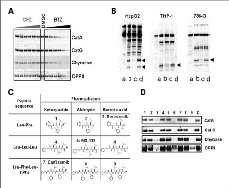 Peptide Boronic Acids Are Potent Serine Protease Inhibitors A Pbmc Download Scientific