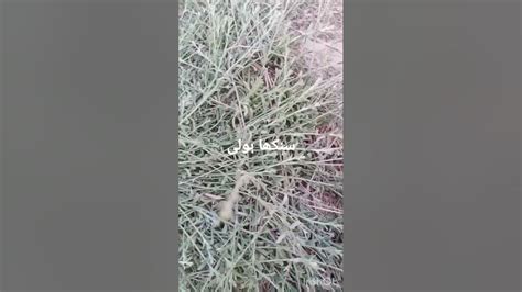 سنکھا ہولی بوٹی Youtube