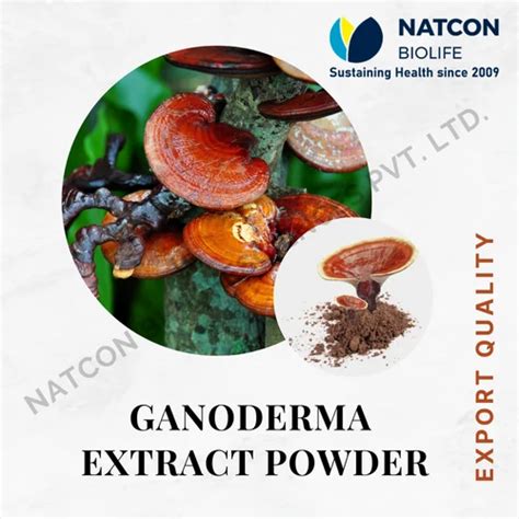 Ganoderma Extract Powder At ₹ 2501kg Supplement Capsules In Greater
