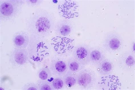 Satellite Dna Arrays Barcode Chromosomes To Regulate Genes