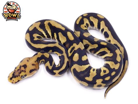 Bumble Bee Clown Ball Python