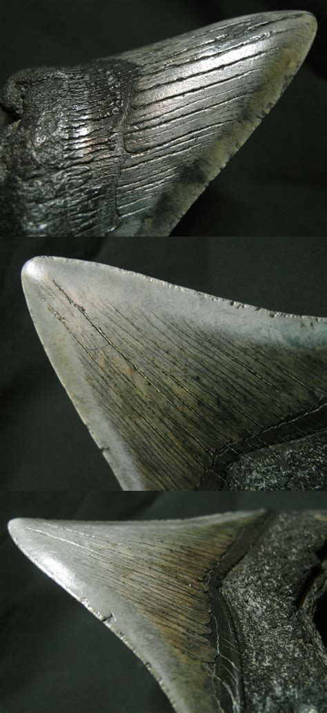 Shark Teeth Fossil Megalodon Fossils For Sale
