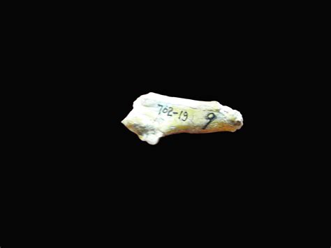 和政古动物化石博物馆官网