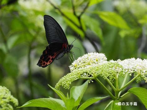 台湾遠征1ワタナベアゲハ 蝶の玉手箱