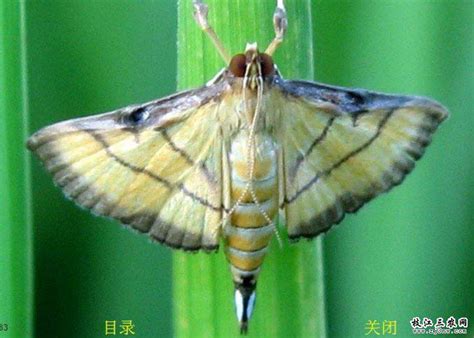 Pests 2000 Object Detection Dataset By Berkay Demirci