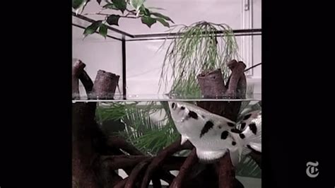 Hitfish never misses : r/hitmanimals