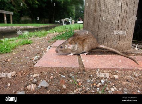 Norway Rat Brown Rat Rattus Norvegicus Rodents Rat Rats Mammals