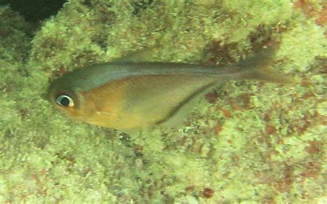 Glassy Sweeper Mexican