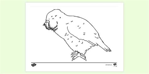 Kakapo Twinkl Eyes Colouring Sheet Colouring Sheets