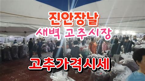 진안고원 새벽 고추시장8월19일 고추가격시세진안고랭지 고추 직거래장터 Youtube