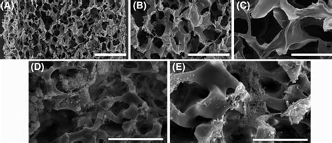 Scanning Electronic Micrographs Showing Porous Scaffolds Made Of