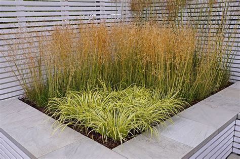 Carex Evergold Japanese Sedge Grass Eureka Farms