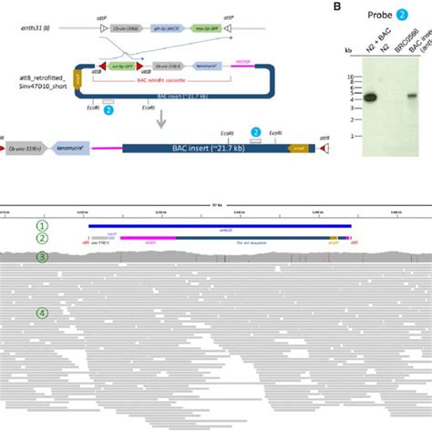 Phic31 Integrase Mediated Rmce In C Elegans A Schematic Of