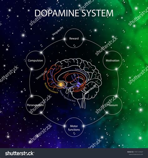 Nucleus Accumbens Striatum