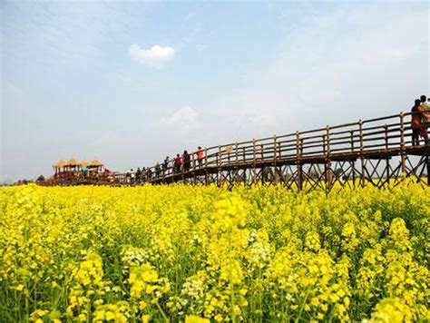2016年广汉西高油菜花节3月4日开幕